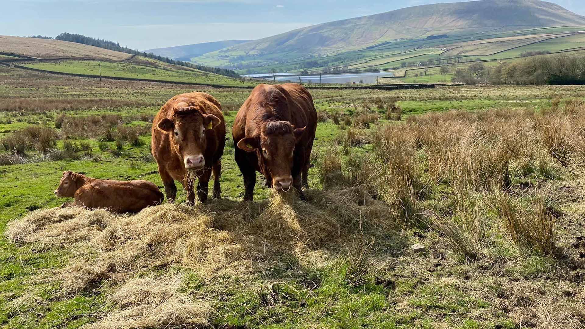 Nicholsons Butchers T:01282 617557 - Buy Meat Online | National Delivery